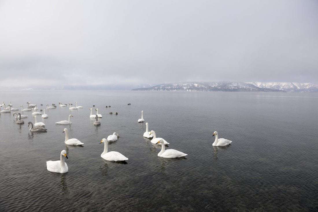 Hokkaido Landscape & Wildlife Tour - Niseko Photography - Japan
